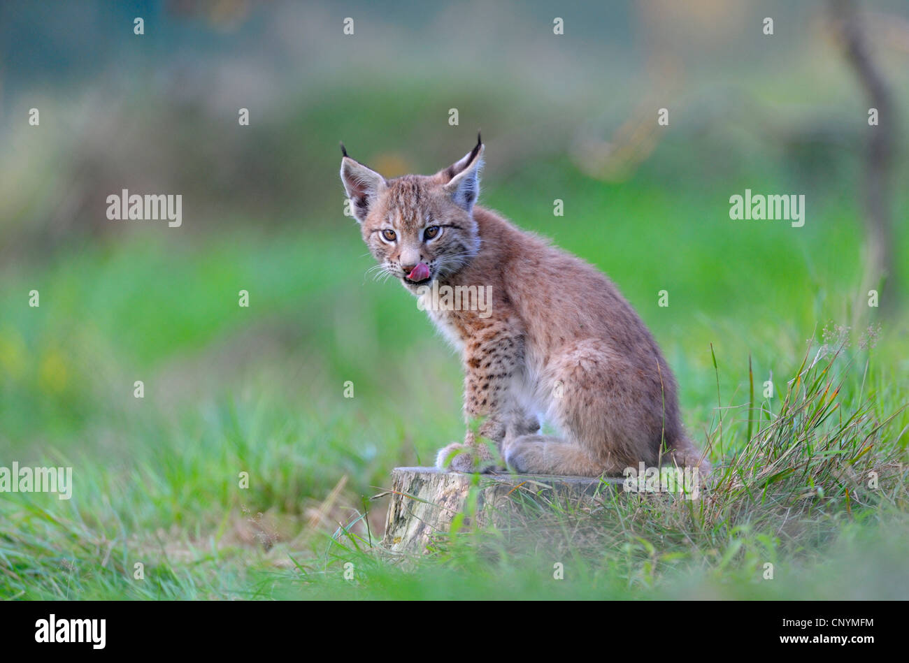 Eurasian lynx (Lynx lynx), young animal sitting on a tree stump licking ...