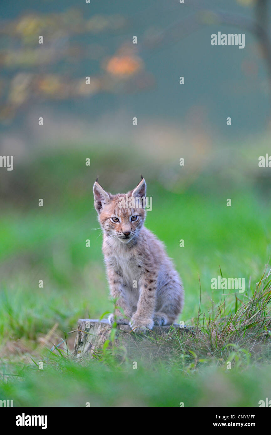 Eurasian lynx (Lynx lynx), young animal sitting on a tree stump Stock ...