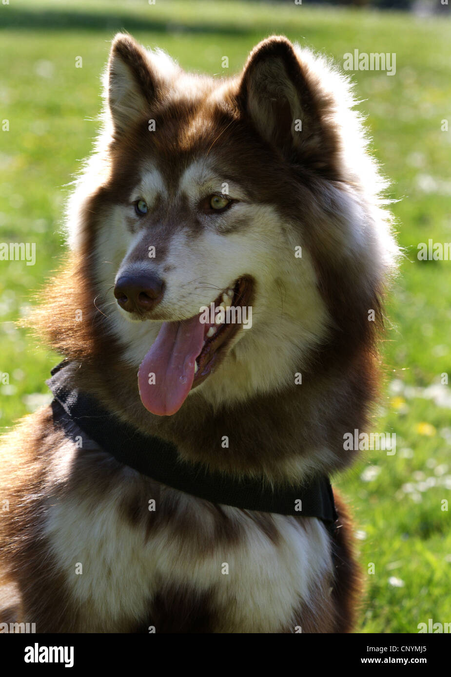 mixed breed dog (Canis lupus f. familiaris), Husky Mamalute mixed breed ...