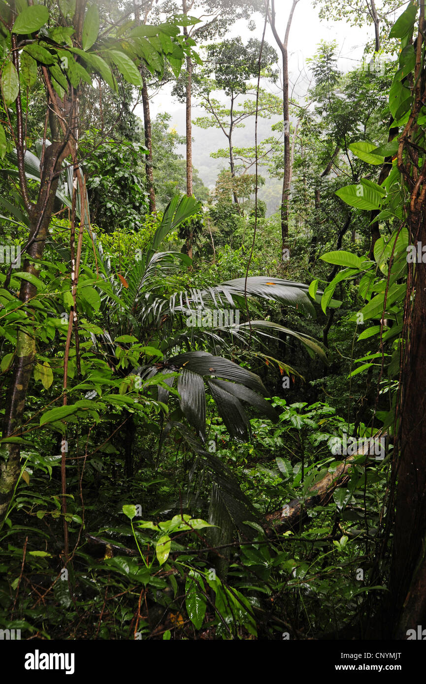 Honduras Rainforest