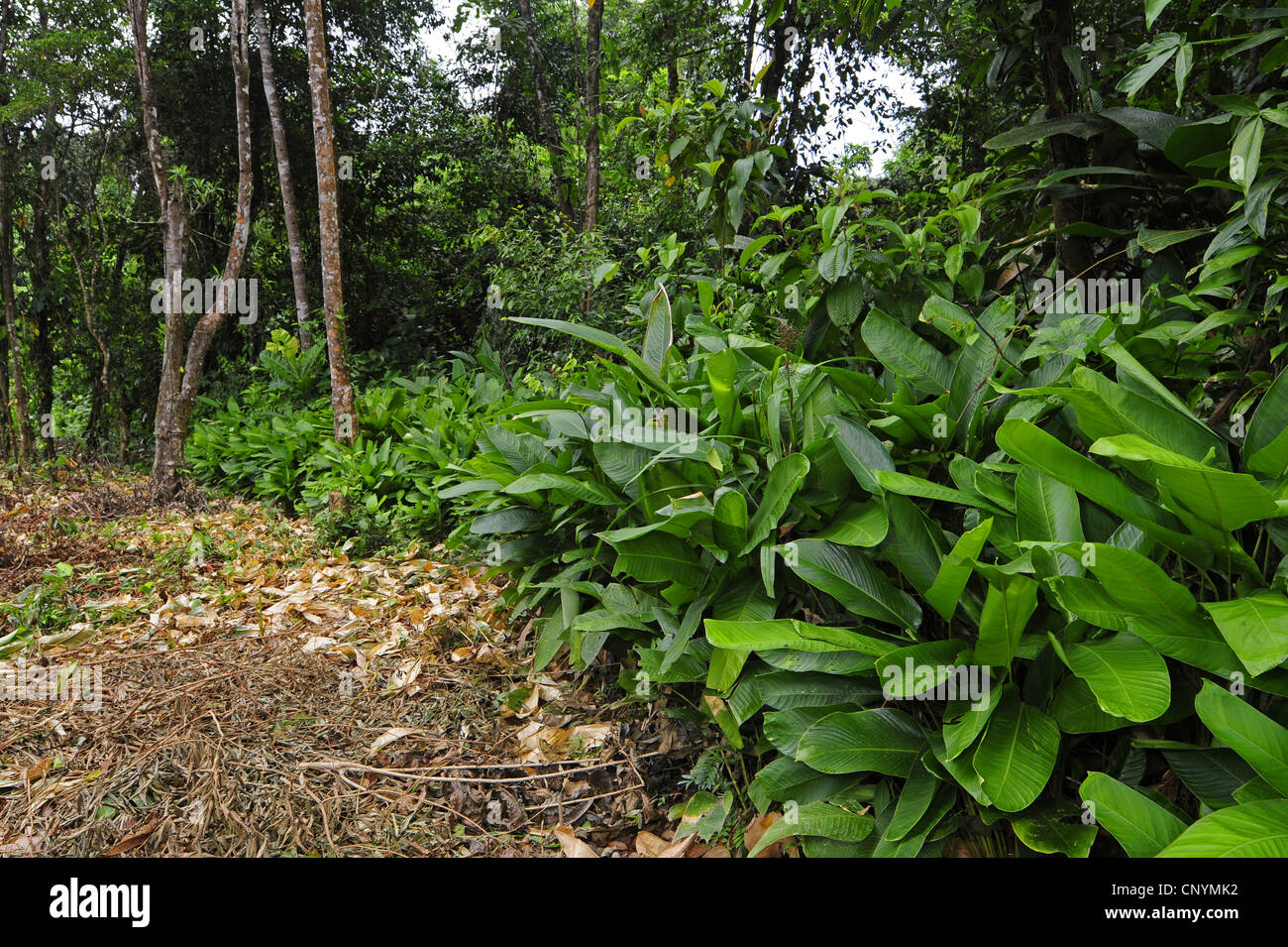 Honduras la mosquitia hi-res stock photography and images - Alamy