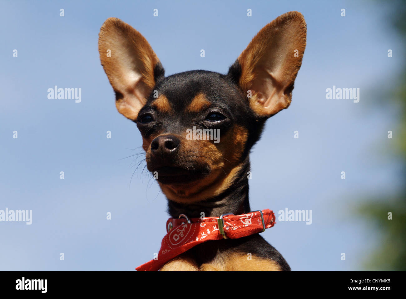 Prazsky krysarik, Prague Ratter (Canis lupus f. familiaris), portrait ...