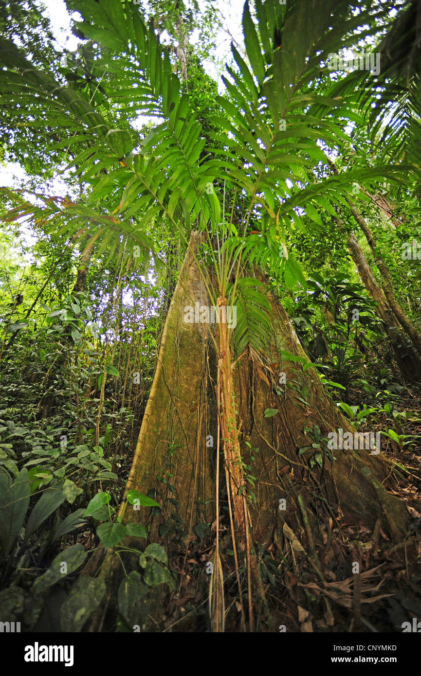 tree in the rainforest of Honduras , Honduras, La Mosquitia, Las Marias ...