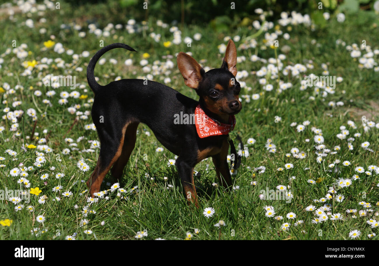 Prazsky krysarik, Prague Ratter (Canis lupus f. familiaris), standing ...