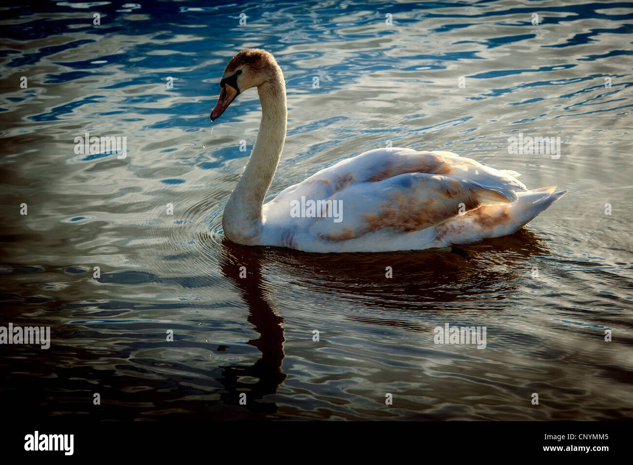 A young swan in evening sunlight Stock Photo - Alamy