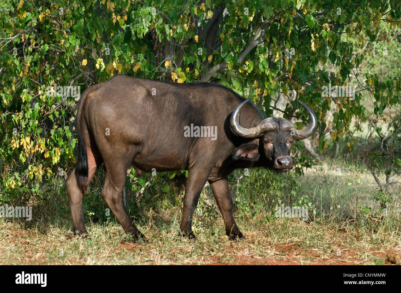 African buffalo (Syncerus caffer), standing under a tree Stock Photo ...