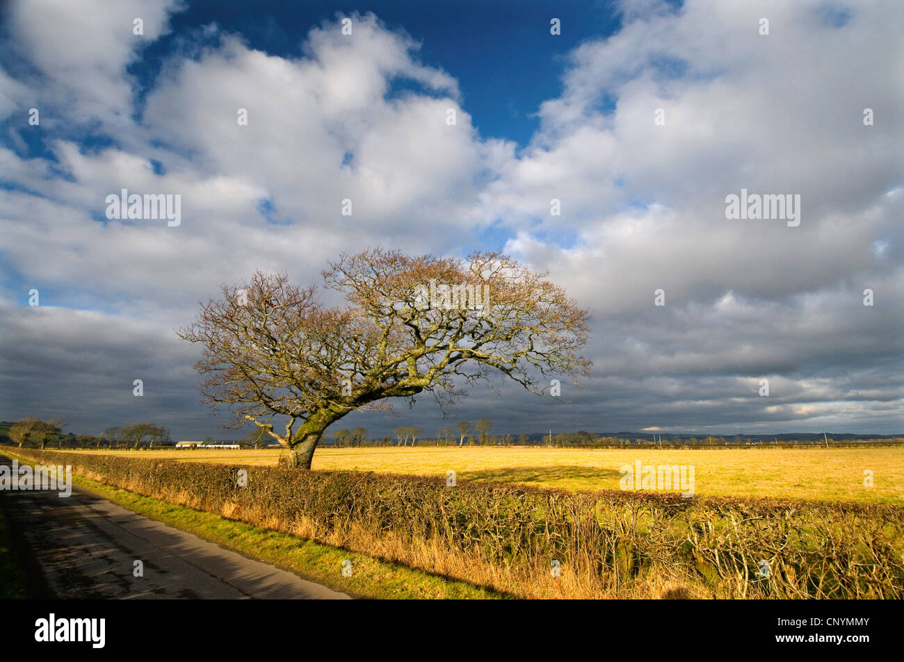 Caerlaverock at solway firth hi-res stock photography and images - Alamy