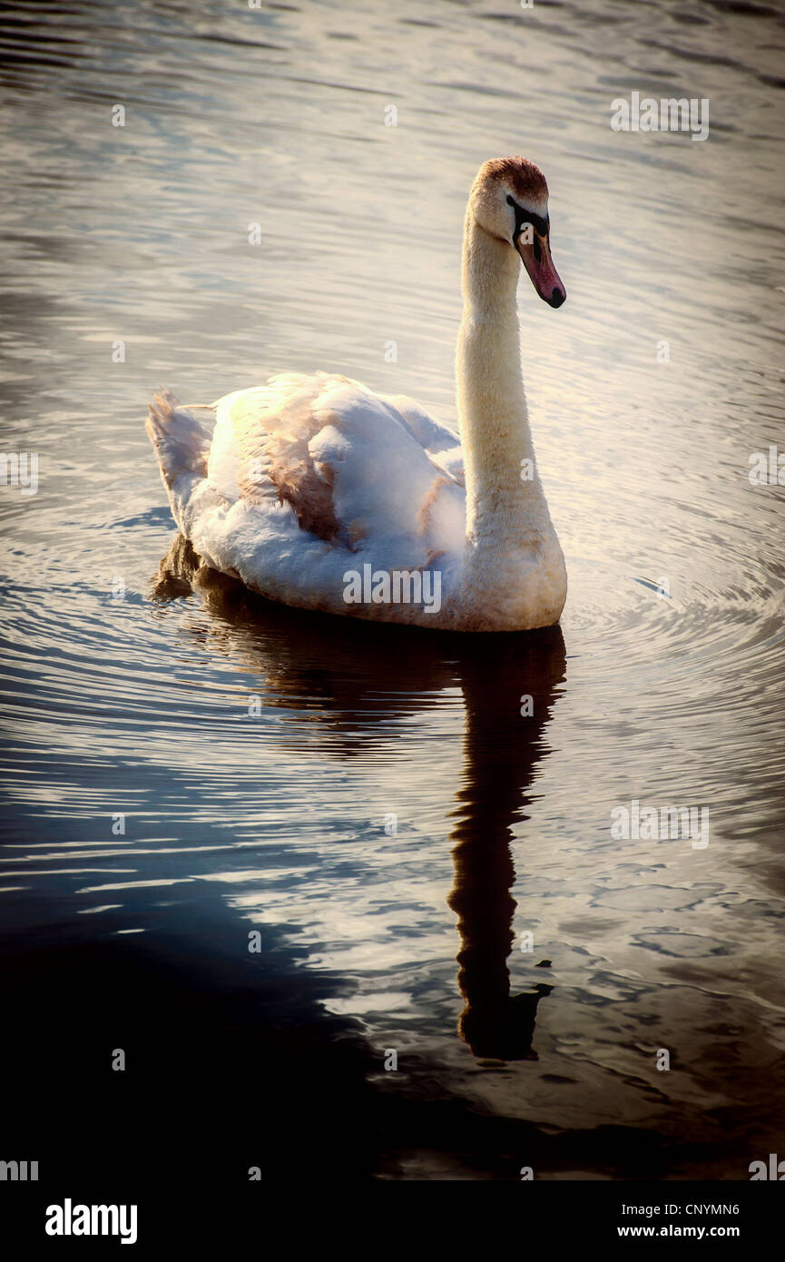A young swan in evening sunlight Stock Photo - Alamy