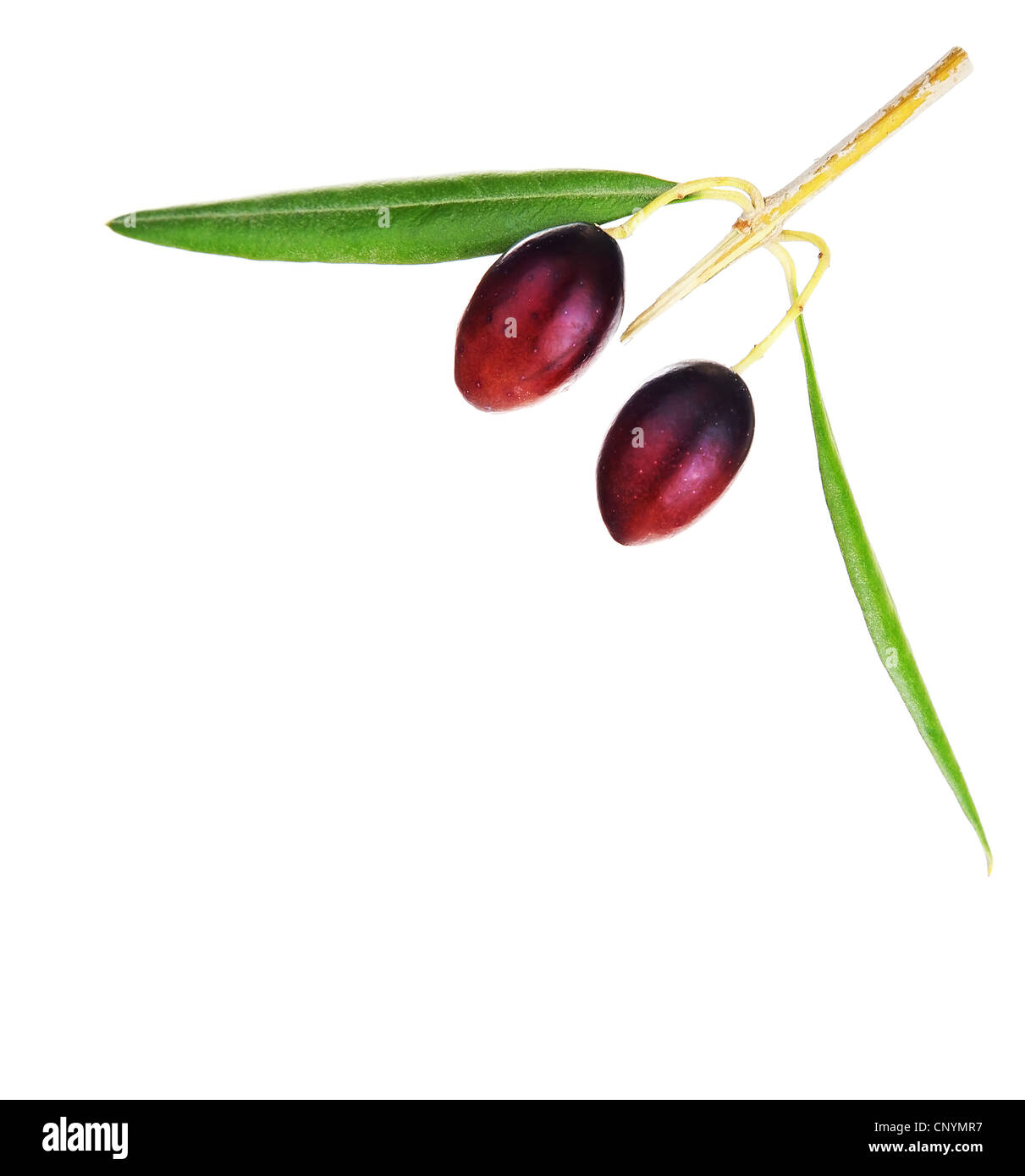 Black olive branch border isolated on white background Stock Photo - Alamy