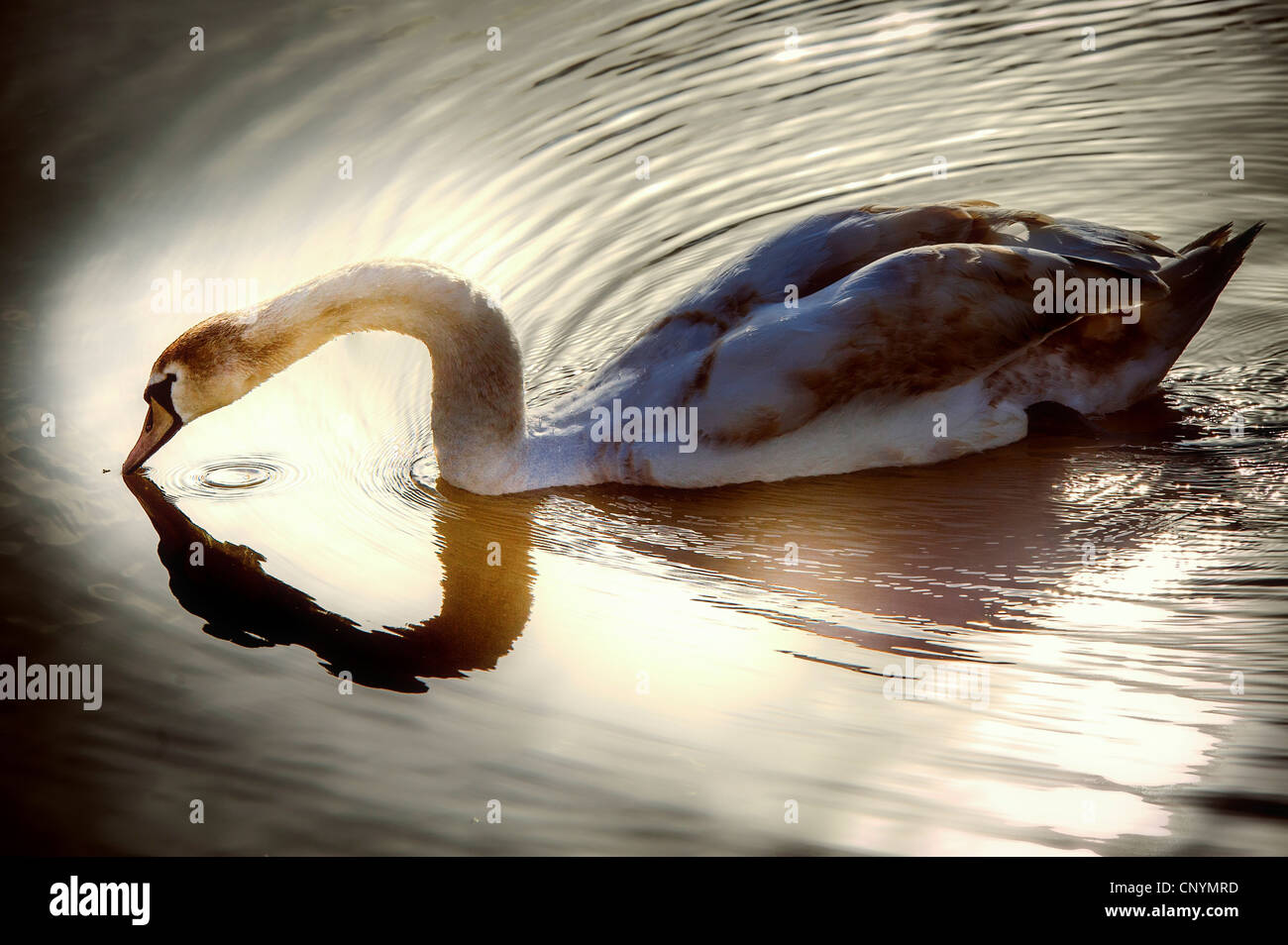 A young swan in evening sunlight Stock Photo - Alamy