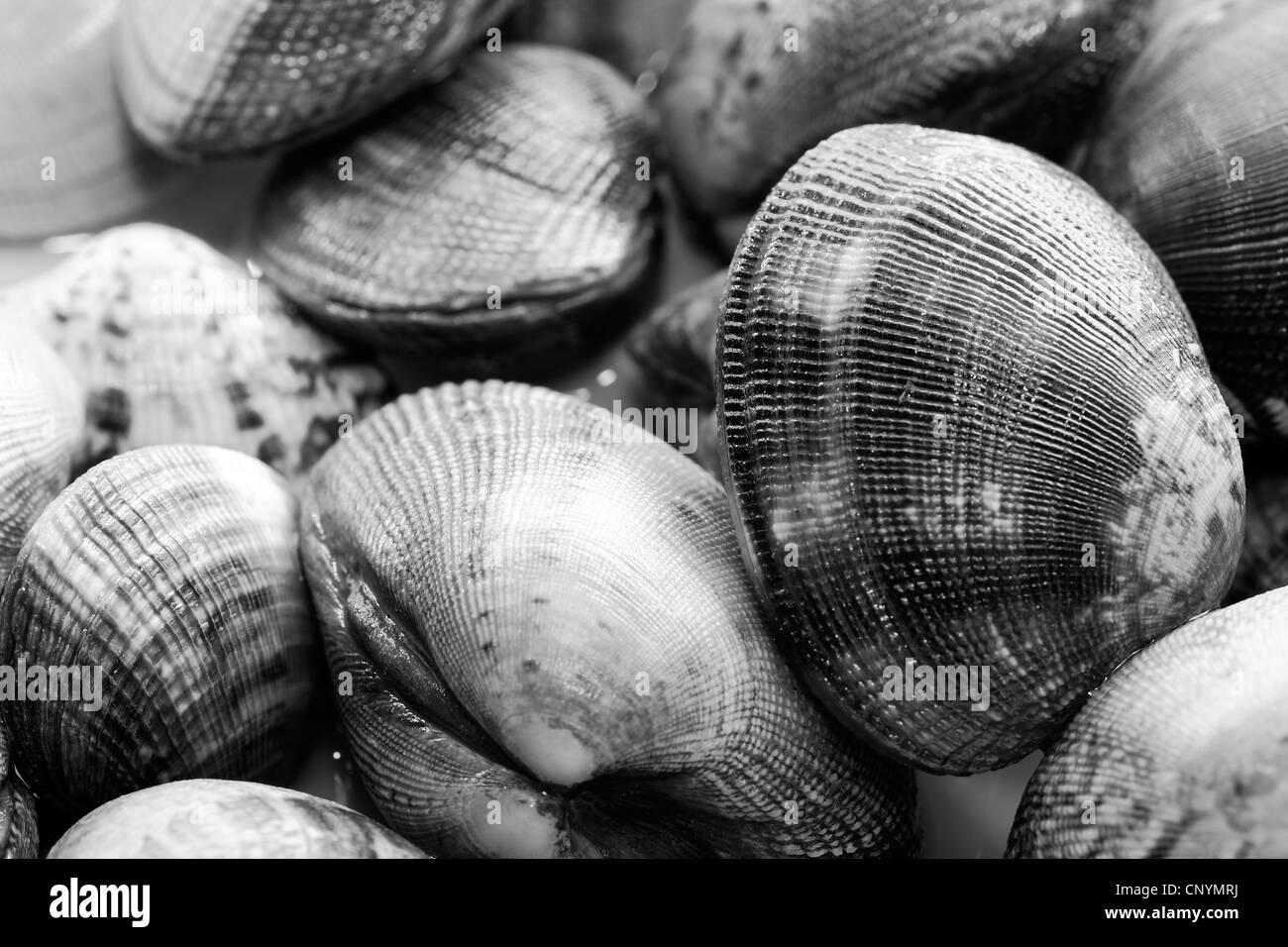 seafood, food, shellfish, healthy, nutrition, fresh, cooked, cuisine ...