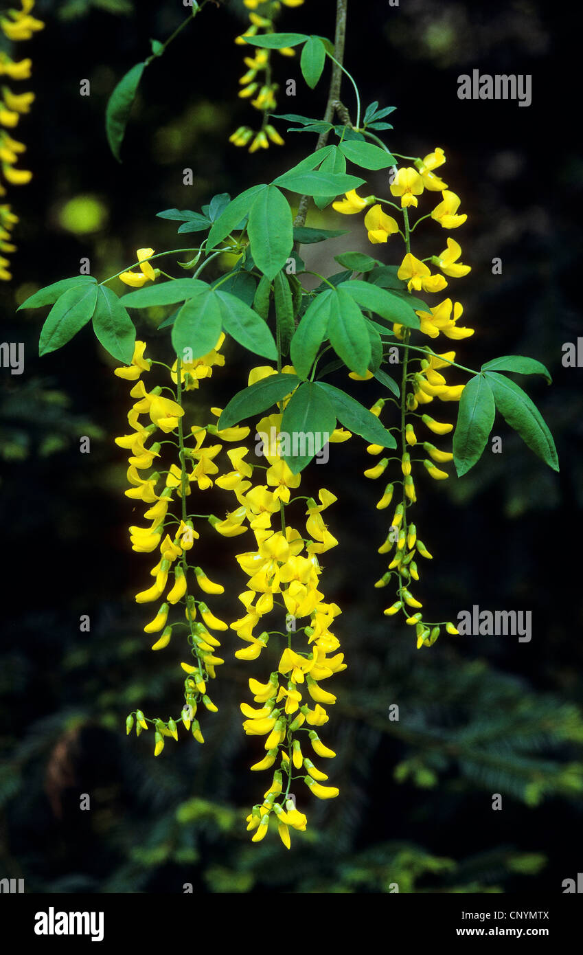 goldenchain tree (Laburnum x watereri, Laburnum watereri ...