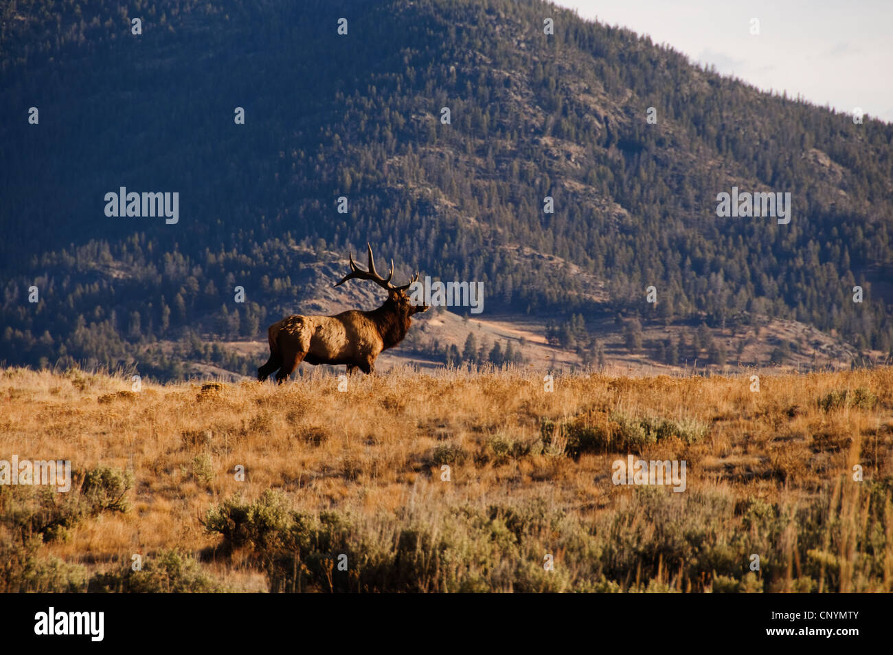 Deer side view hi-res stock photography and images - Alamy
