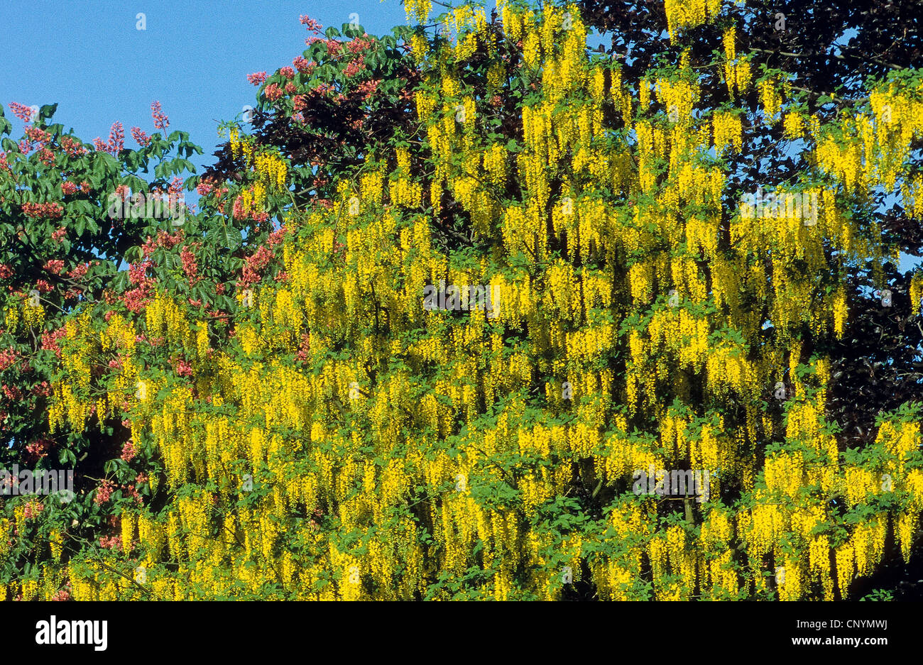 goldenchain tree (Laburnum x watereri, Laburnum watereri), blooming ...