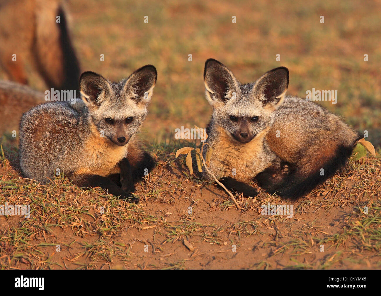 bat-eared fox (Otocyon megalotis), young bat-eared foxes lying in ...