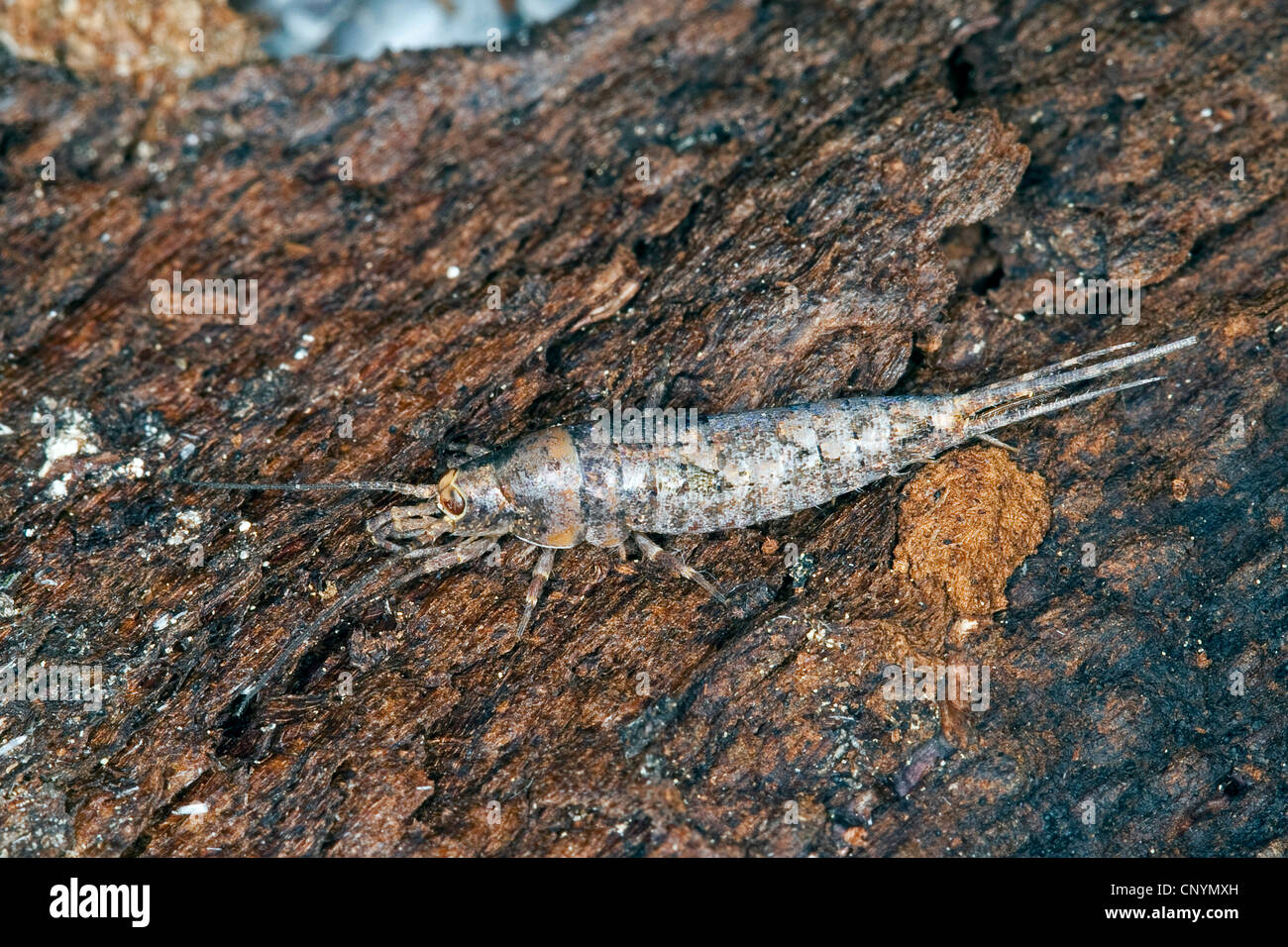 Bristletail from above hi-res stock photography and images - Alamy