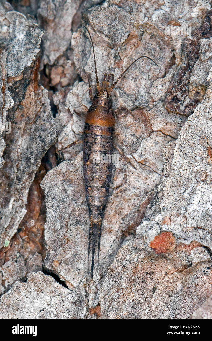 Bristletail (Machilis spec.), sitting on bark, Germany Stock Photo - Alamy