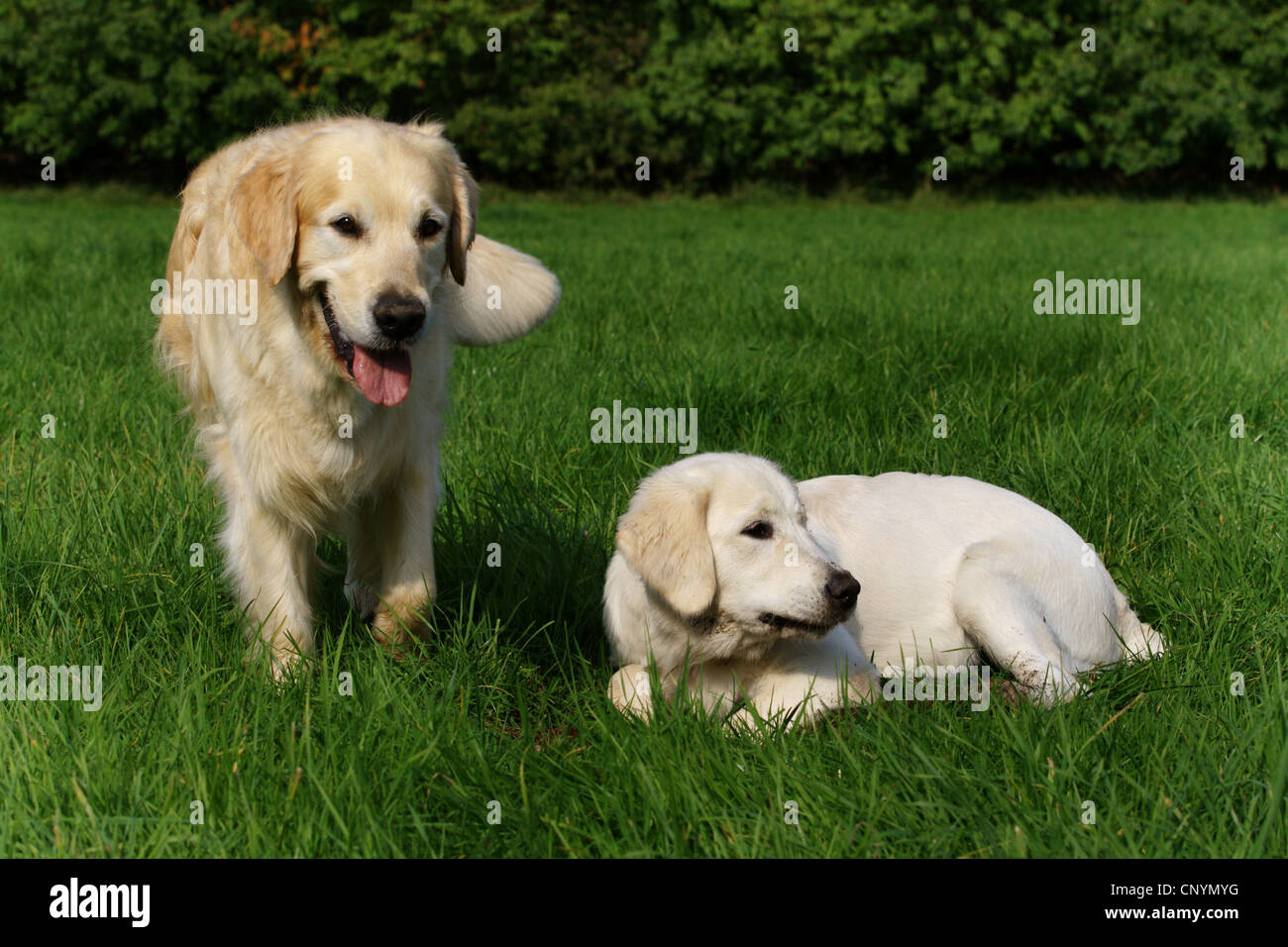 Golden Retriever (Canis lupus f. familiaris), in a meadow, Germany ...