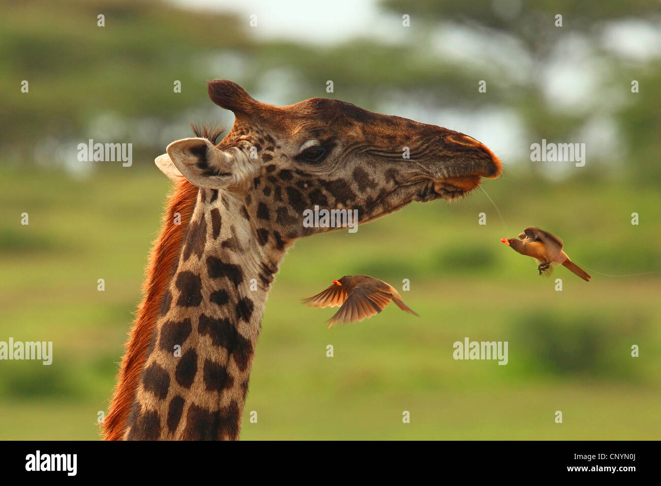 giraffe (Giraffa camelopardalis), red-billed oxpecker flying in the ...