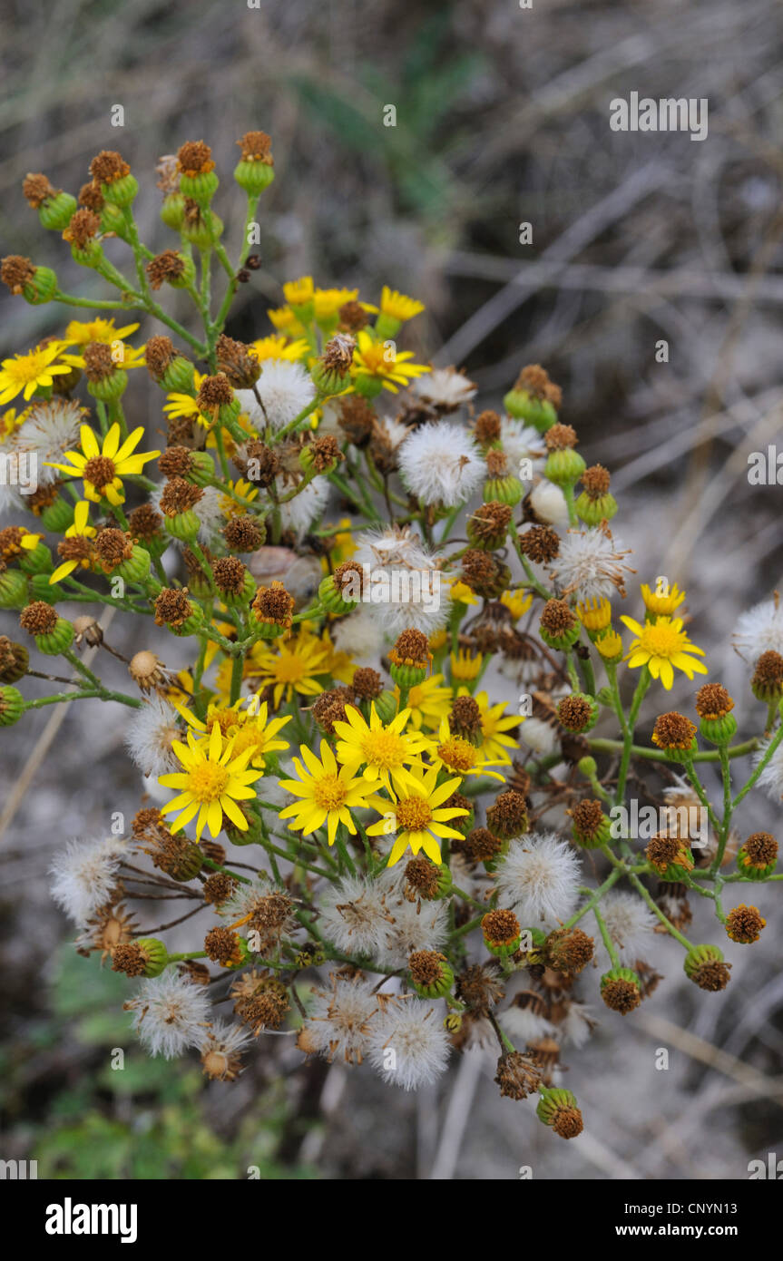 common ragwort, stinking willie, tansy ragwort, tansy ragwort (Senecio ...