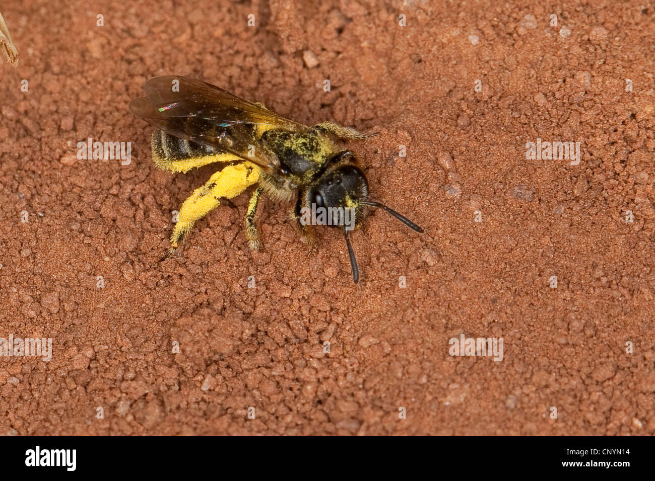 Sweat bee, European halictid bee (Lasioglossum spec. ), sitting on the ...