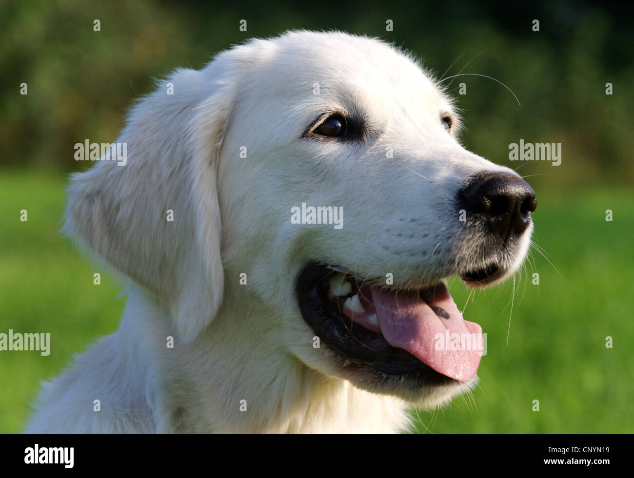 Golden Retriever (Canis lupus f. familiaris), portrait of a 5 months ...