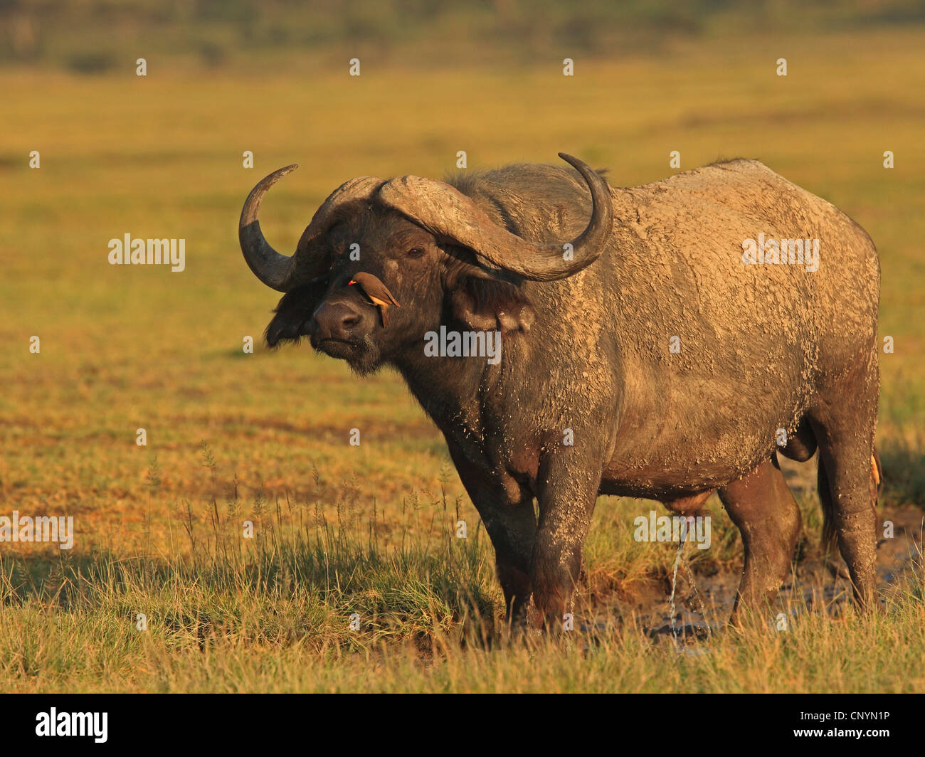 African buffalo (Syncerus caffer), african buffalo pee in a meadow with ...