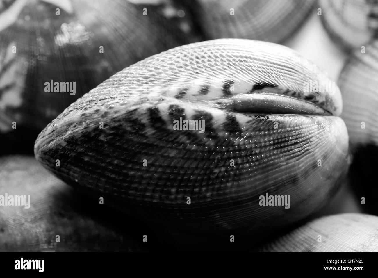 seafood, food, shellfish, healthy, nutrition, fresh, cooked, cuisine ...