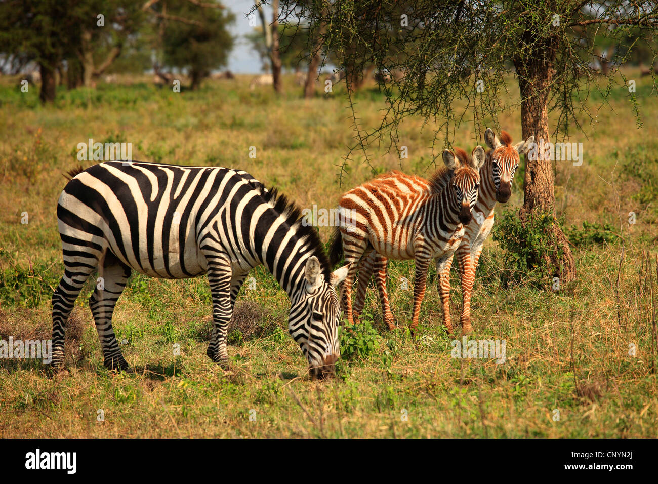 Quagga stands hi-res stock photography and images - Alamy