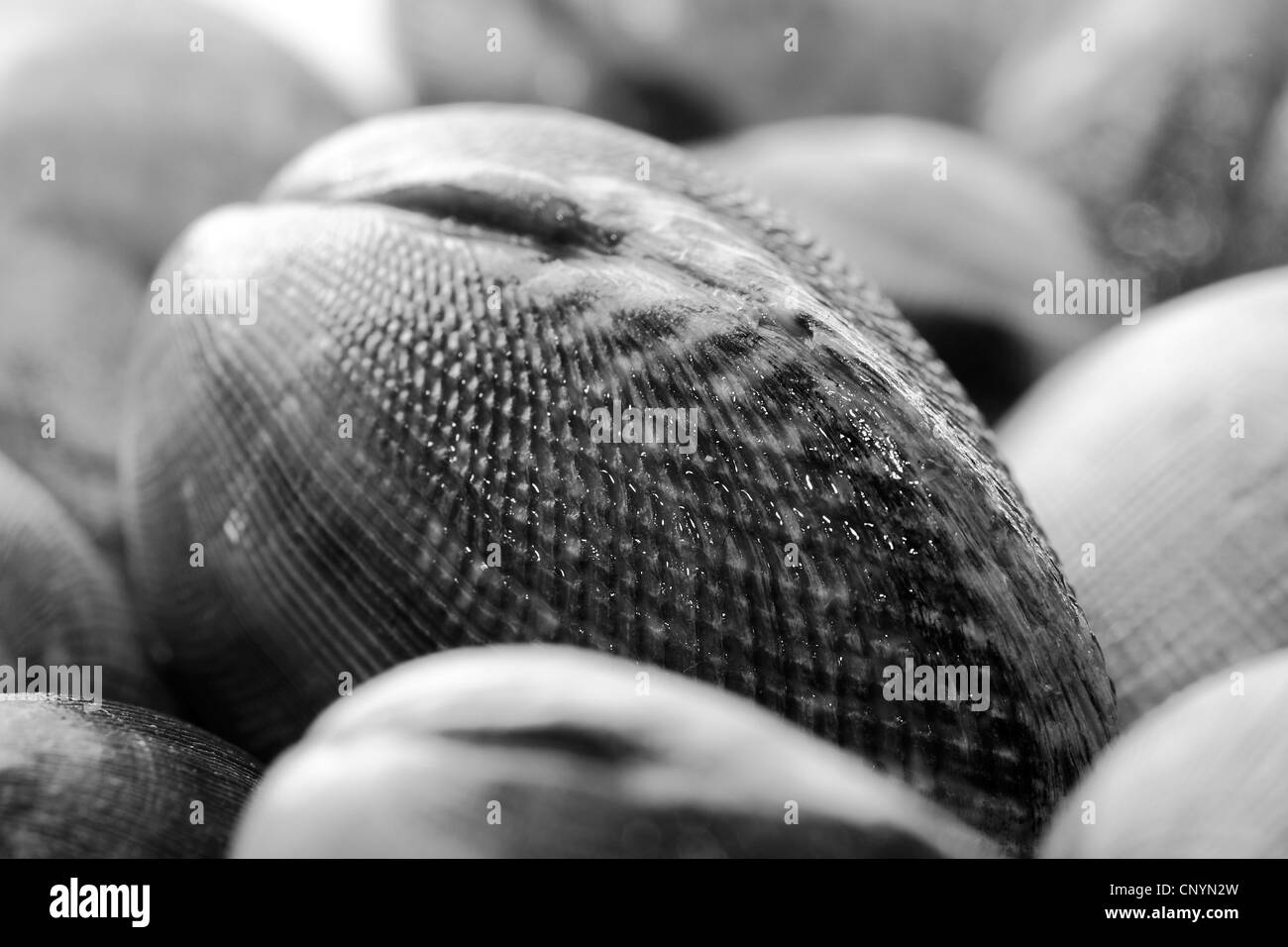 seafood, food, shellfish, healthy, nutrition, fresh, cooked, cuisine ...