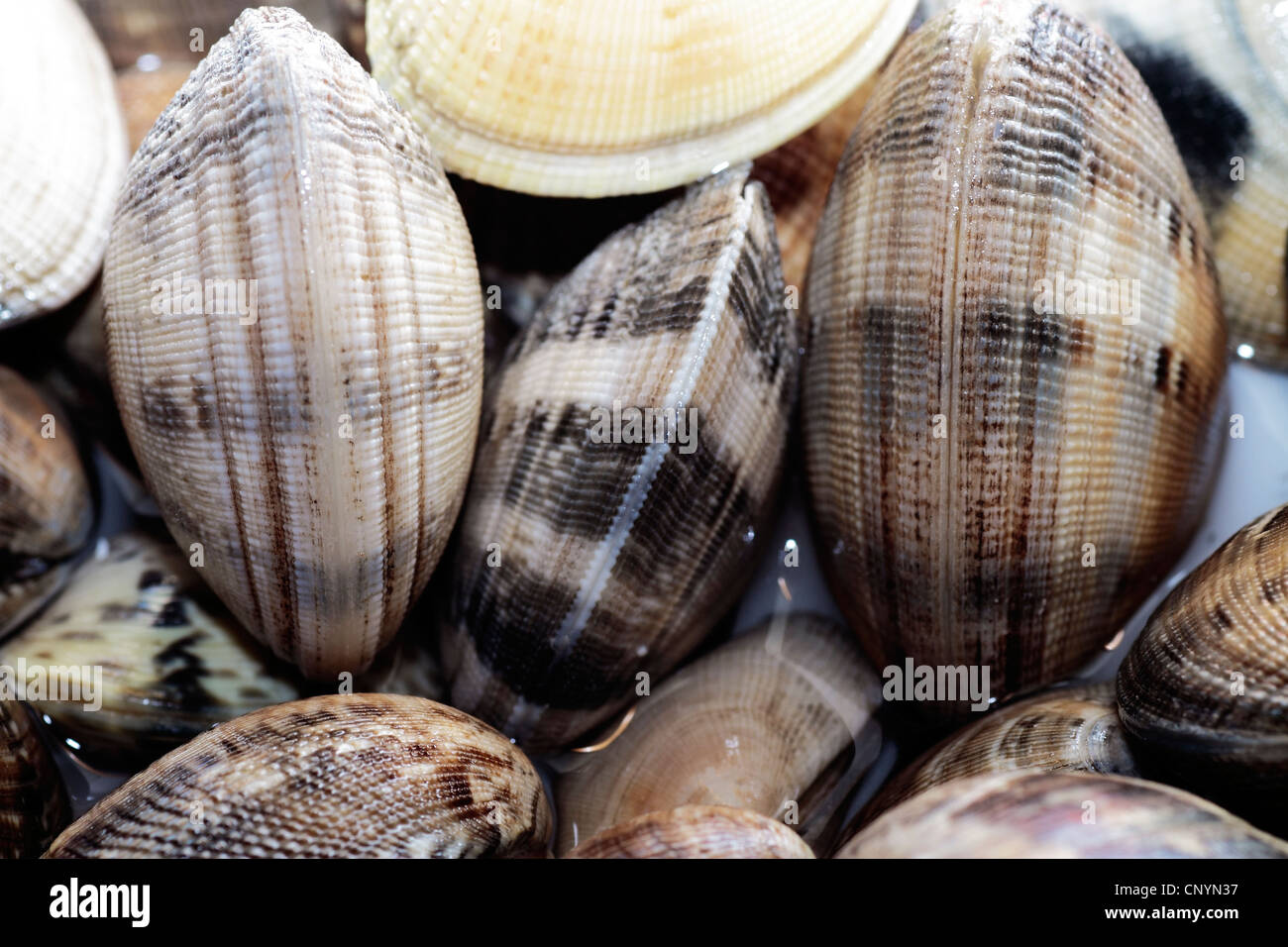 seafood, food, shellfish, healthy, nutrition, fresh, cooked, cuisine ...