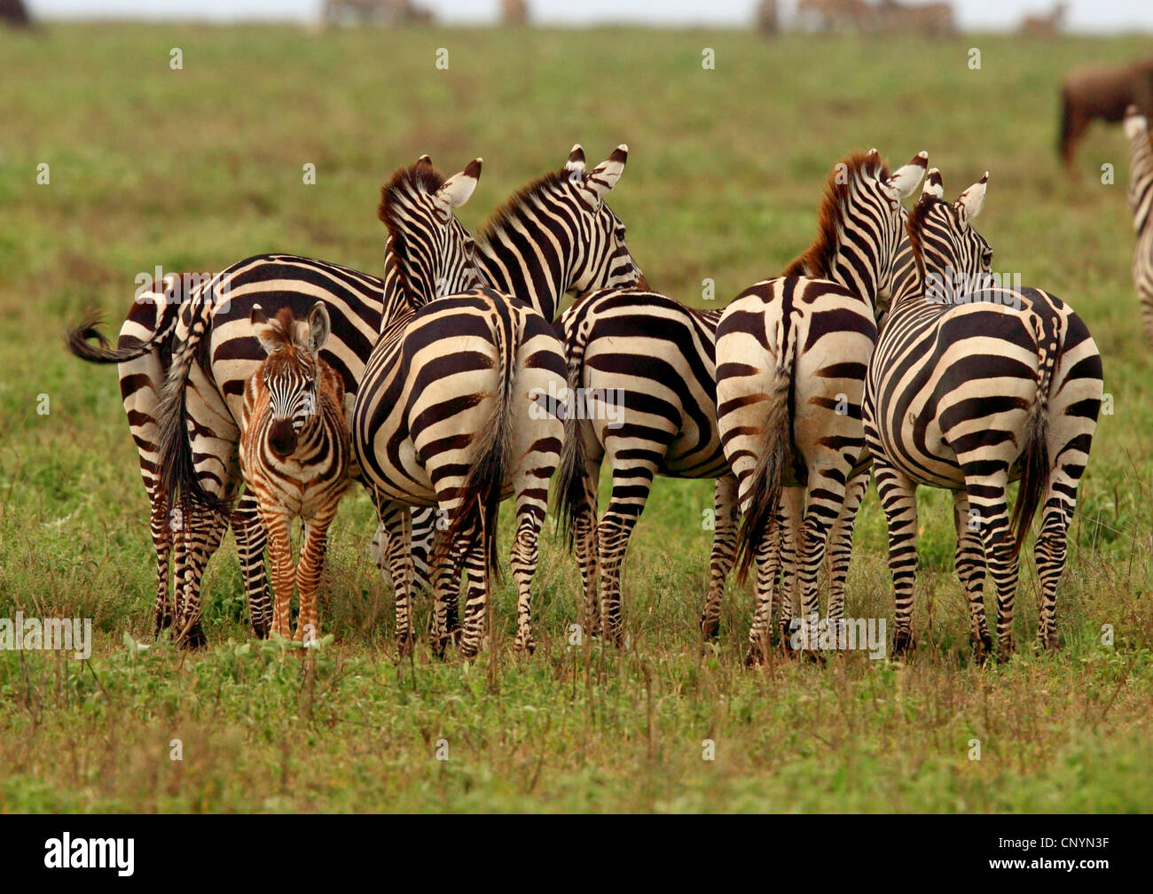 Equus zebra back hi-res stock photography and images - Alamy