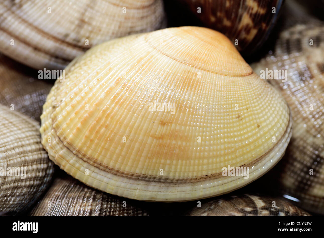 seafood, food, shellfish, healthy, nutrition, fresh, cooked, cuisine ...