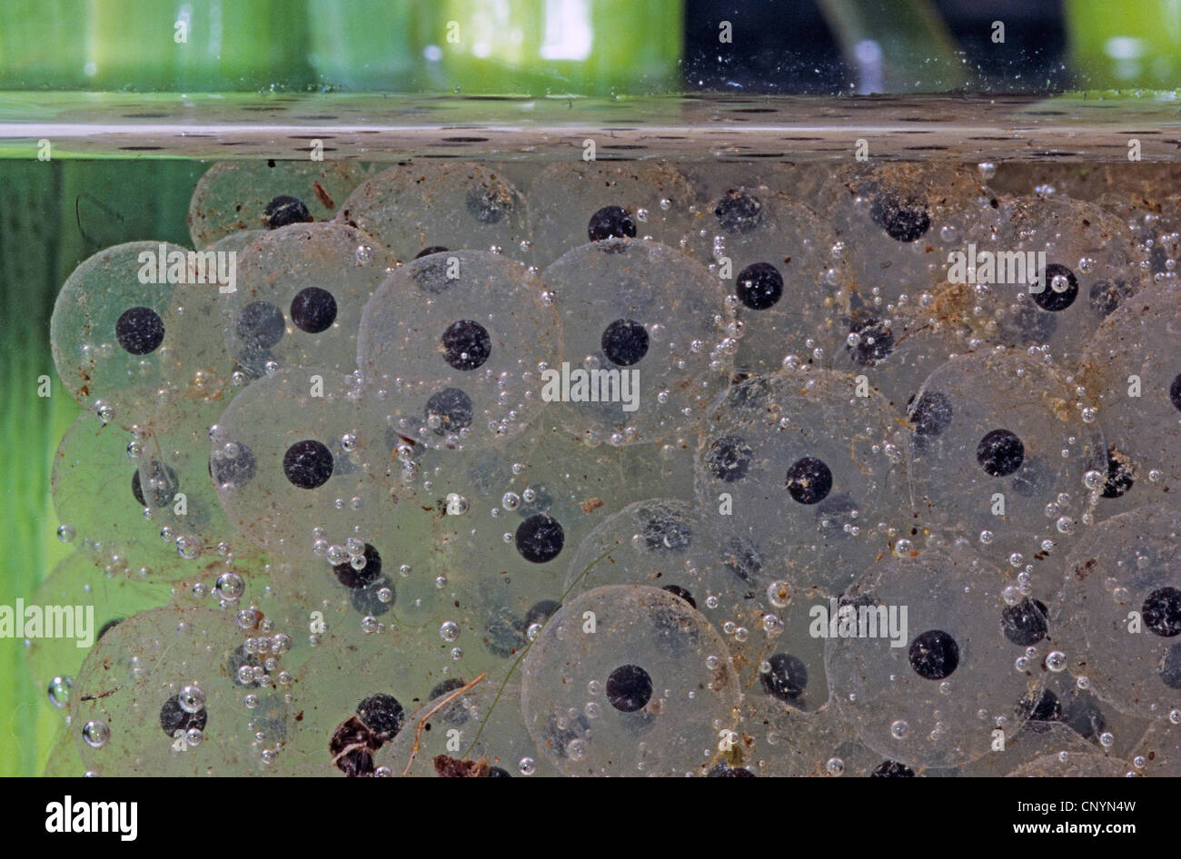 common frog, grass frog (Rana temporaria), spawn at the water surface, Germany Stock Photo - Alamy