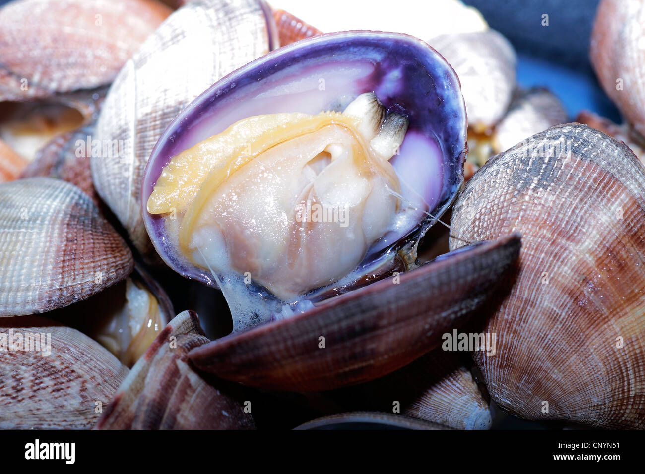 seafood, food, shellfish, healthy, nutrition, fresh, cooked, cuisine ...