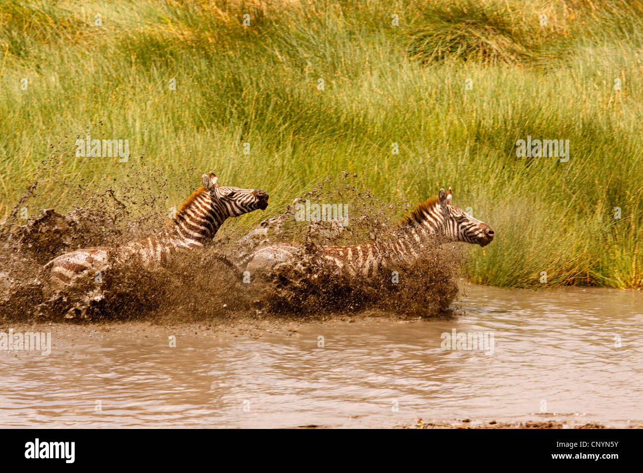 Boehm's zebra, Grant's zebra (Equus quagga boehmi, Equus quagga granti ...