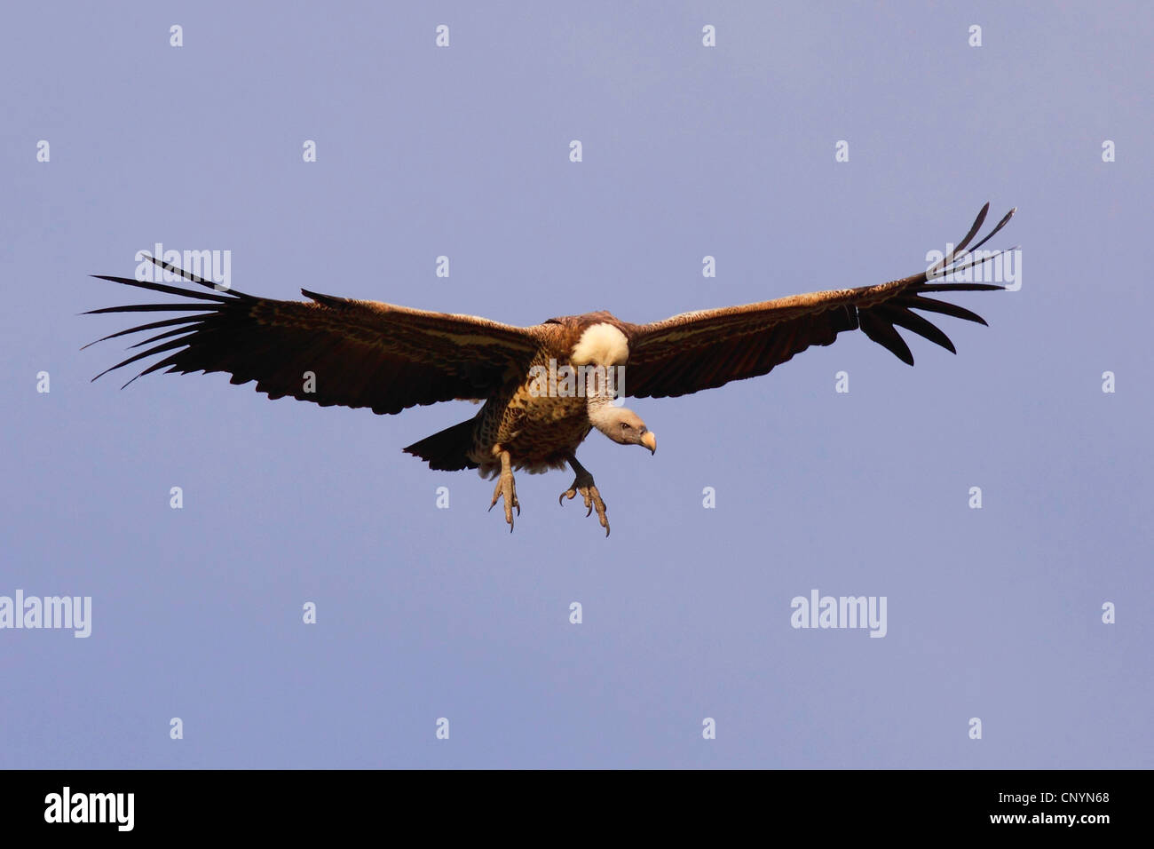 Preying area hi-res stock photography and images - Alamy