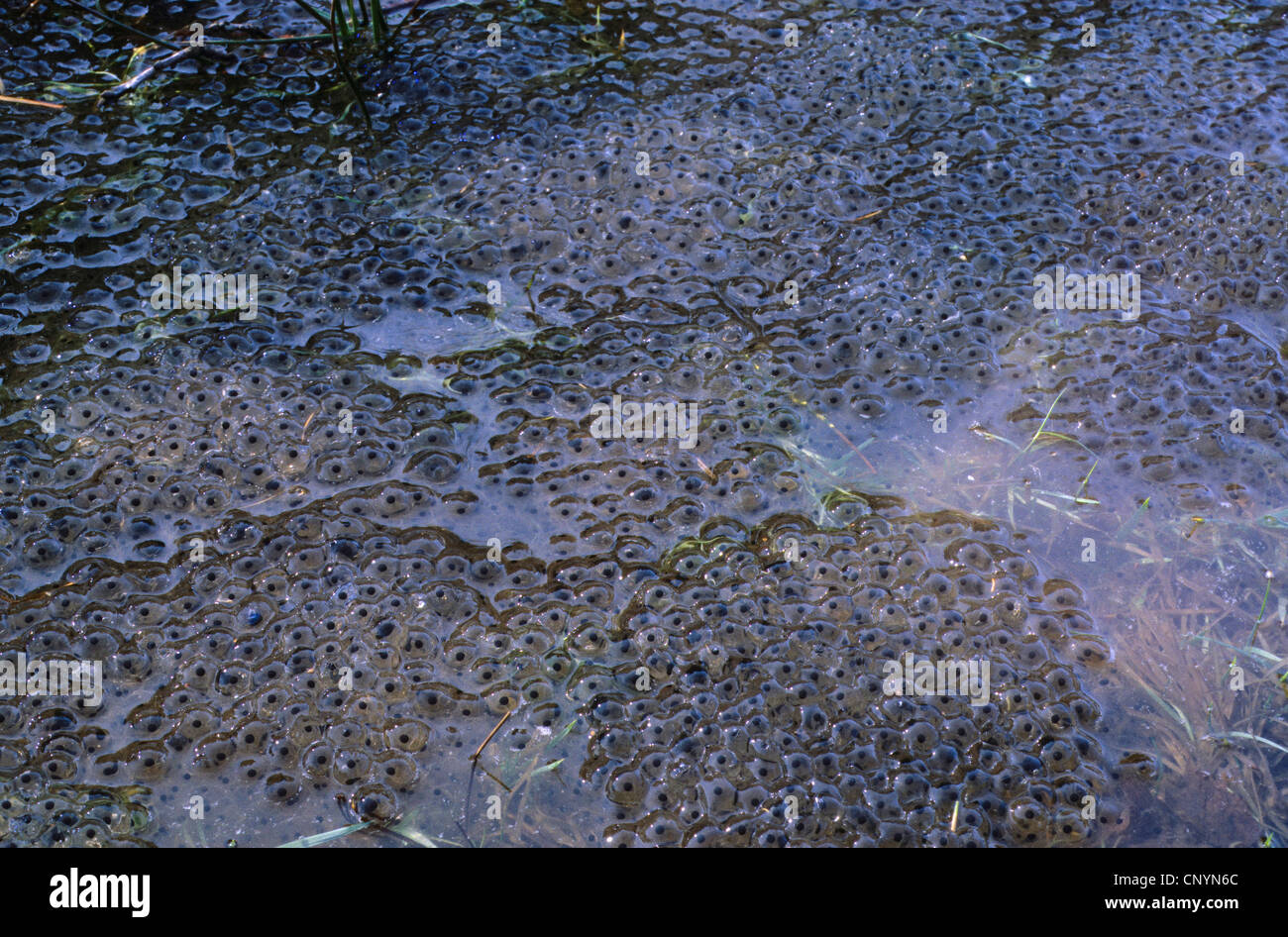 common frog, grass frog (Rana temporaria), spawn at the water surface, Germany Stock Photo - Alamy