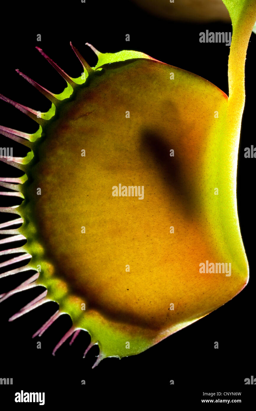 Venus Flytrap, Venus's Flytrap, Venus' Flytrap, Venus Fly Trap, Venus's ...