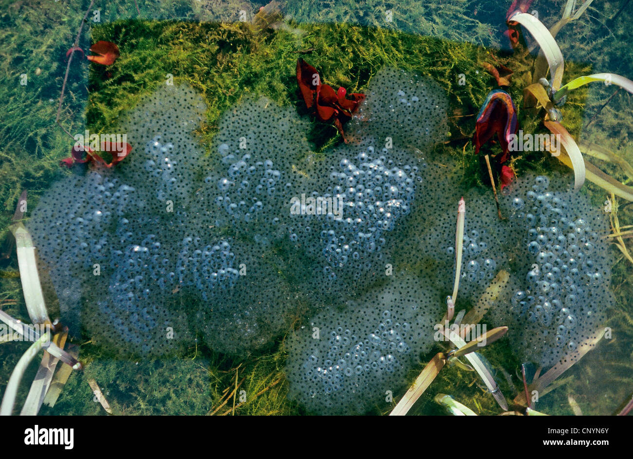 common frog, grass frog (Rana temporaria), spawn at the water surface, Germany Stock Photo - Alamy