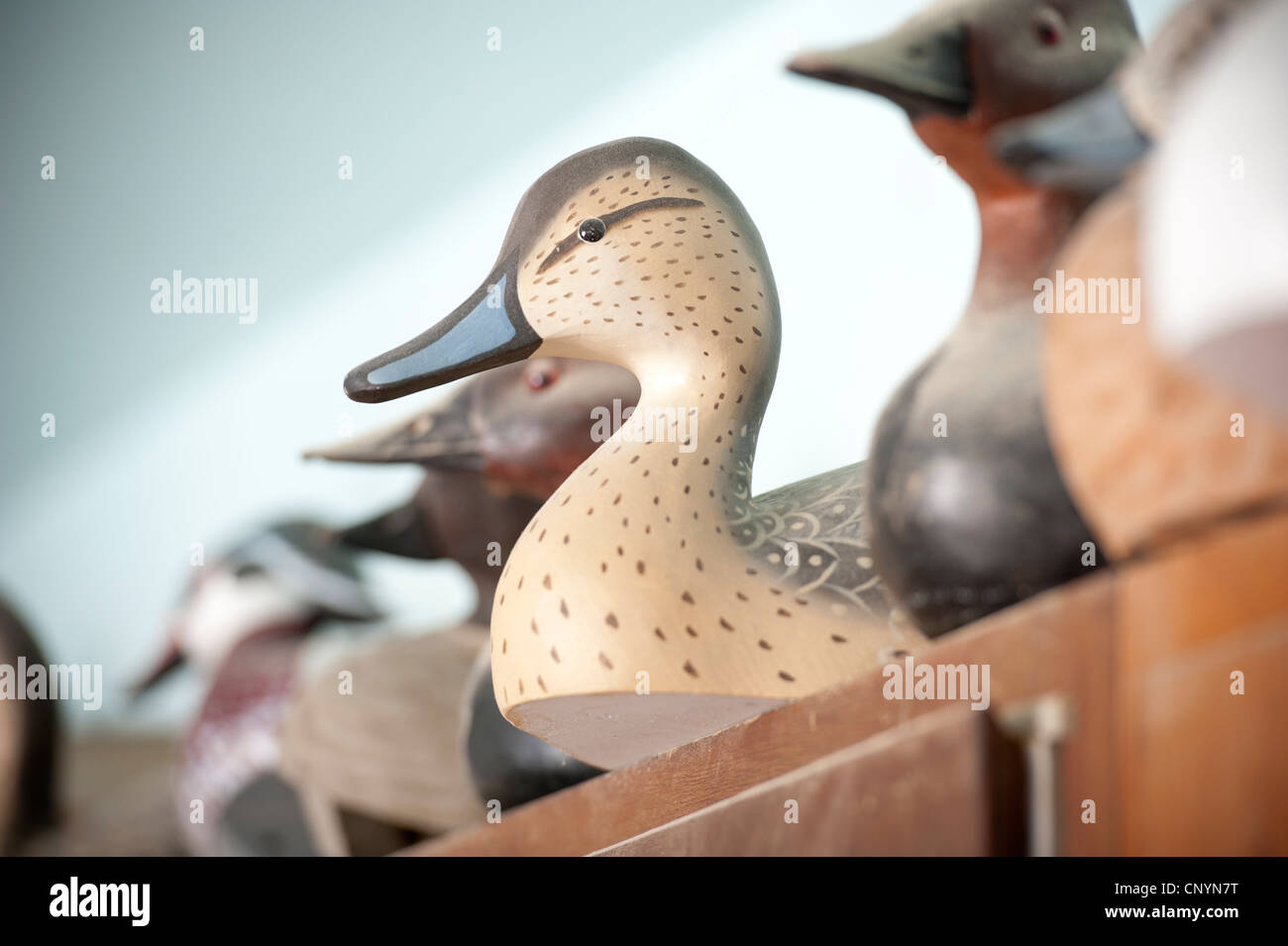 Poised decoy duck sits perched on shelf Stock Photo - Alamy