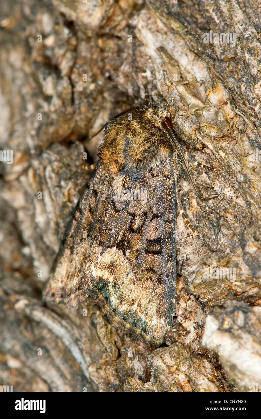 Oligia (Oligia spec. ), sitting on bark well camouflaged, Germany Stock ...