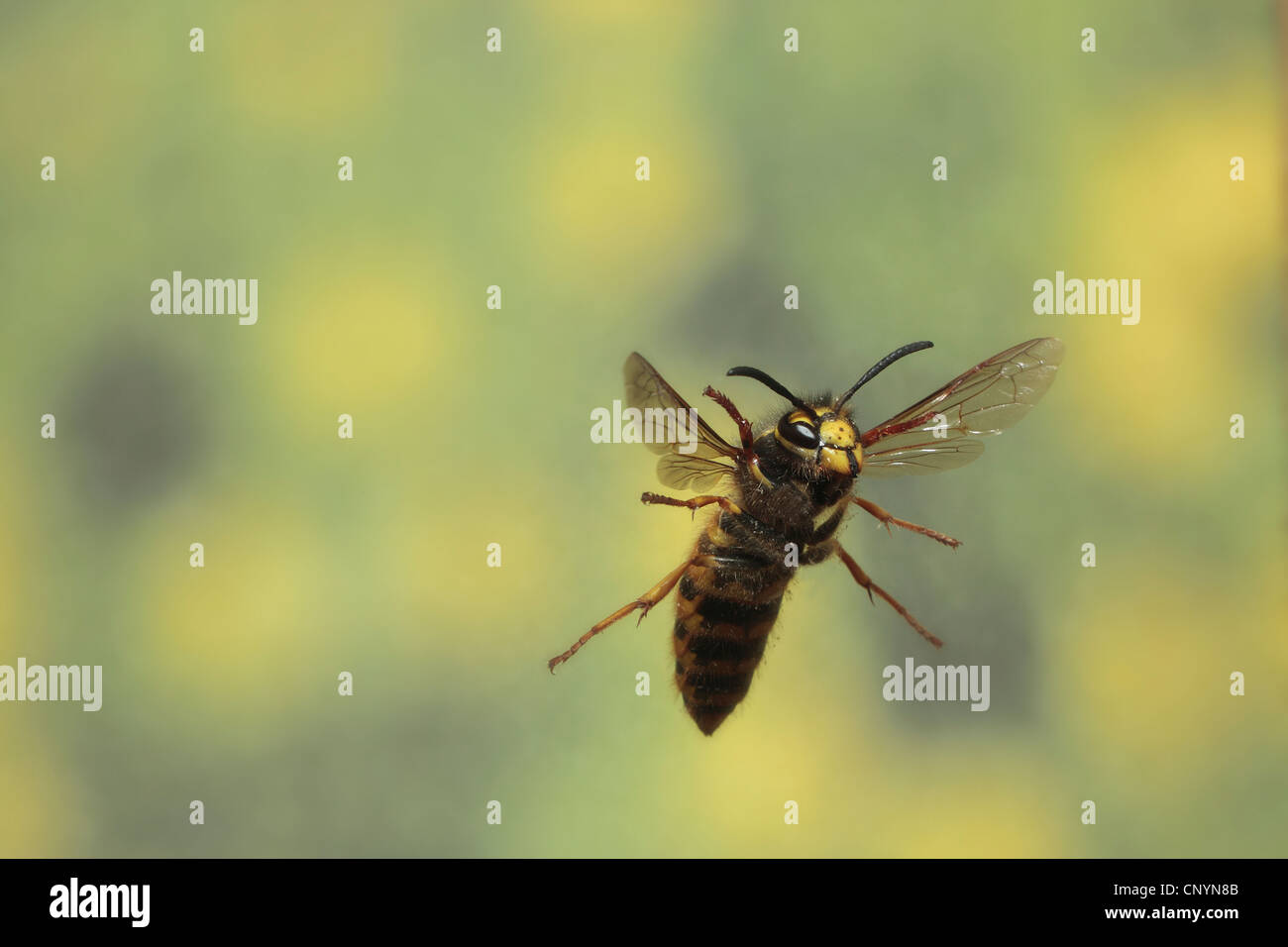German wasp vespula germanica hi-res stock photography and images - Alamy