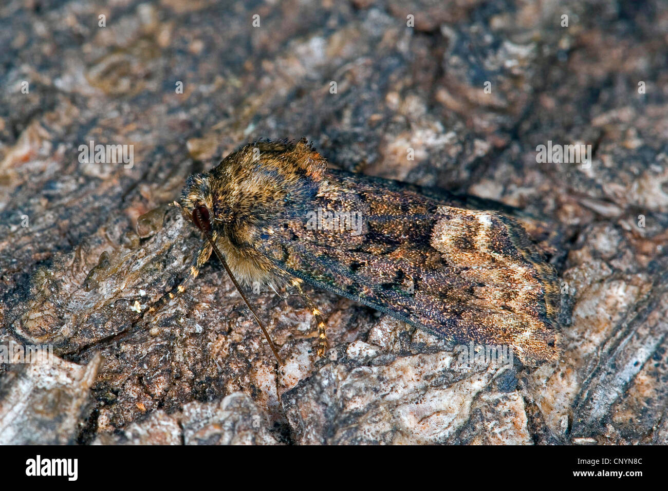 Oligia (Oligia spec. ), sitting on bark well camouflaged, Germany Stock ...