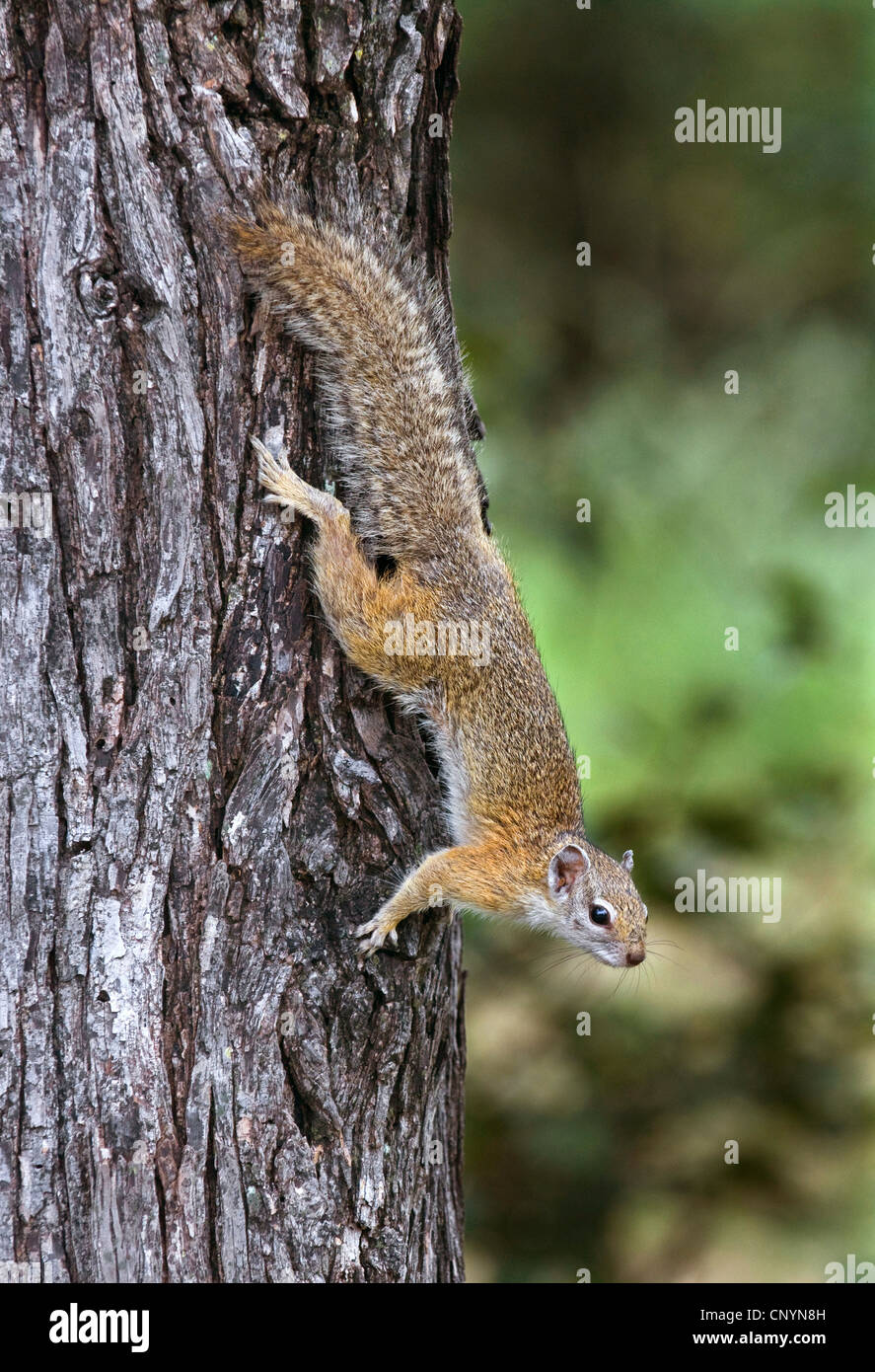 Smith's bush squirrel (Paraxerus cepapi), climbing down a tree trunk ...