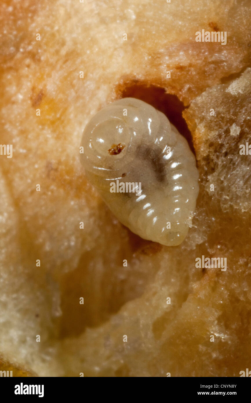 Common oak gallwasp, Oak leaf cherry-gall cynipid, Cherry gall (Cynips ...