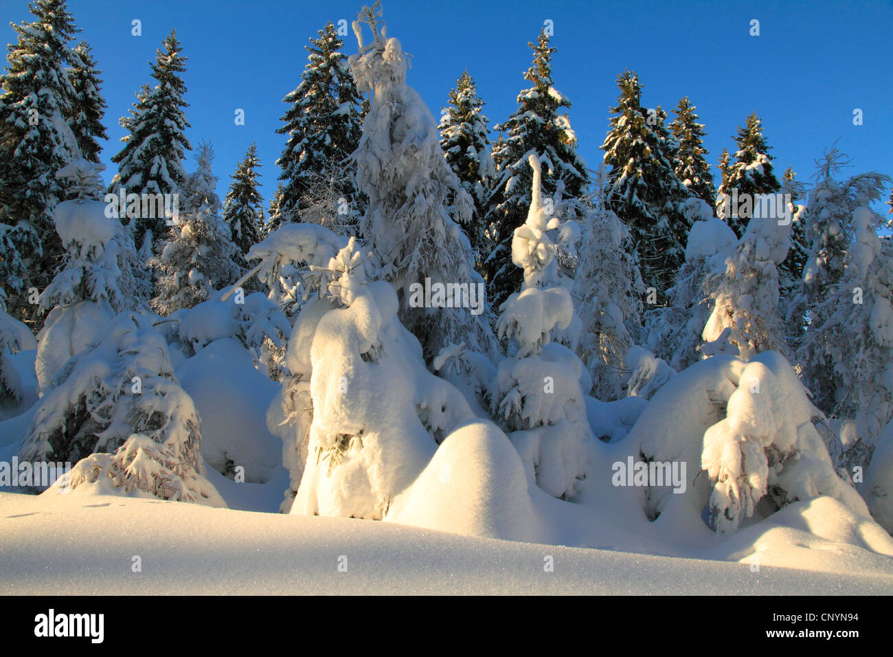 snow covered trees in the Ore Mountains, Germany, Saxony, Erz Mountains ...