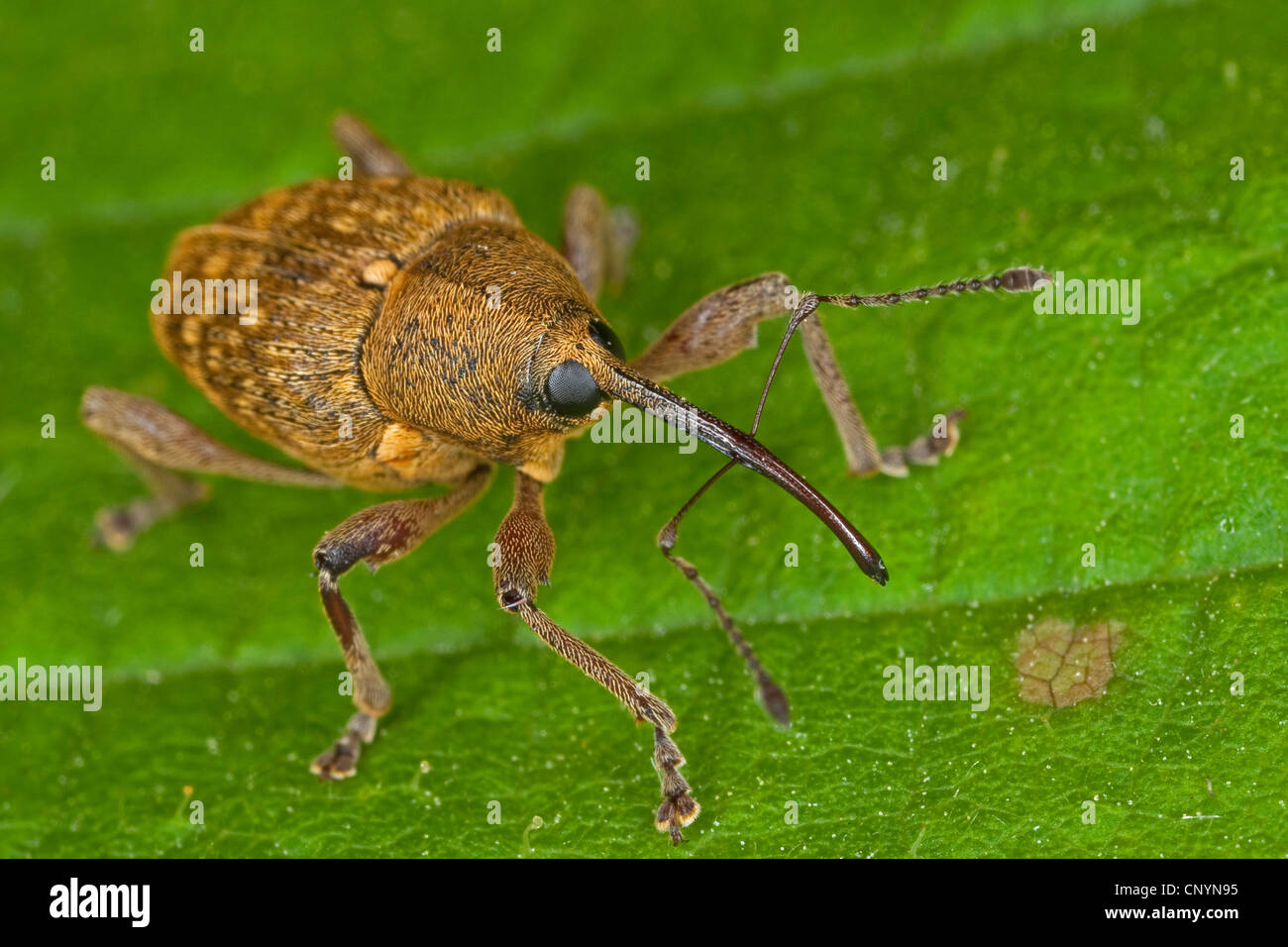nut weevil (Curculio nucum, Balaninus nucum), sitting on a leaf ...