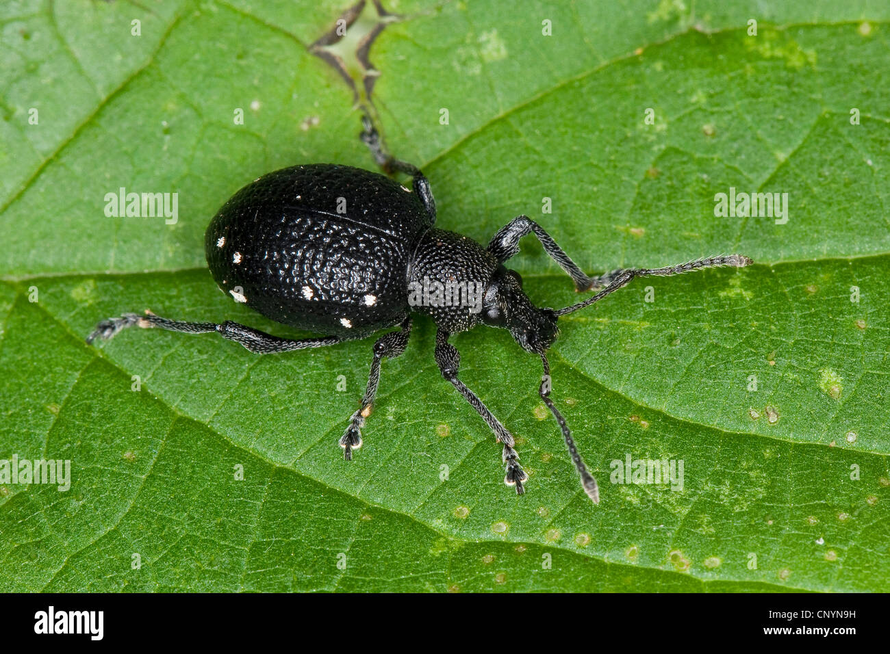 lightspotted snout weevil (Otiorhynchus gemmatus), sitting on a leaf ...