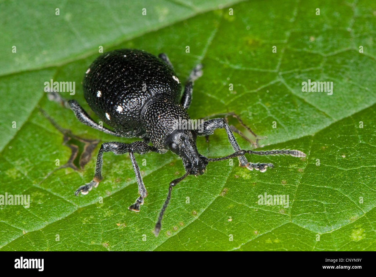 lightspotted snout weevil (Otiorhynchus gemmatus), sitting on a leaf ...